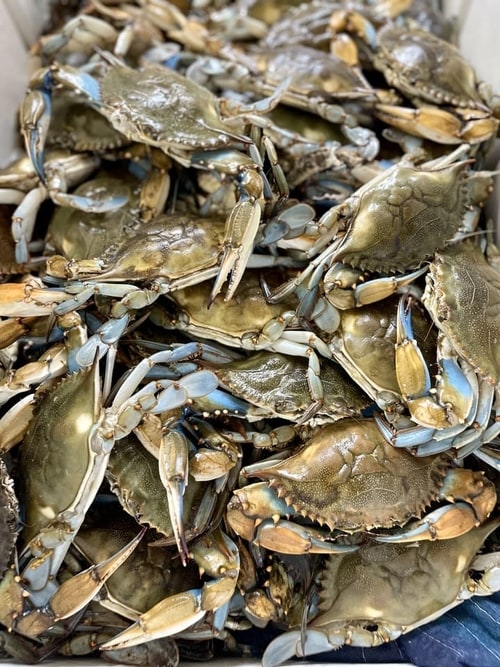 Premium Wholesale Crawfish | Pinch’n Tails Crawfish