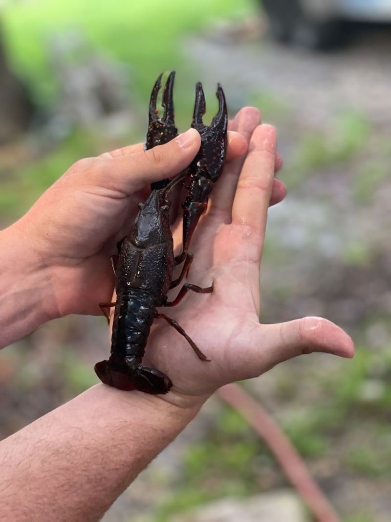 Your Premium Shellfish Resource | Pinch’n Tails Crawfish